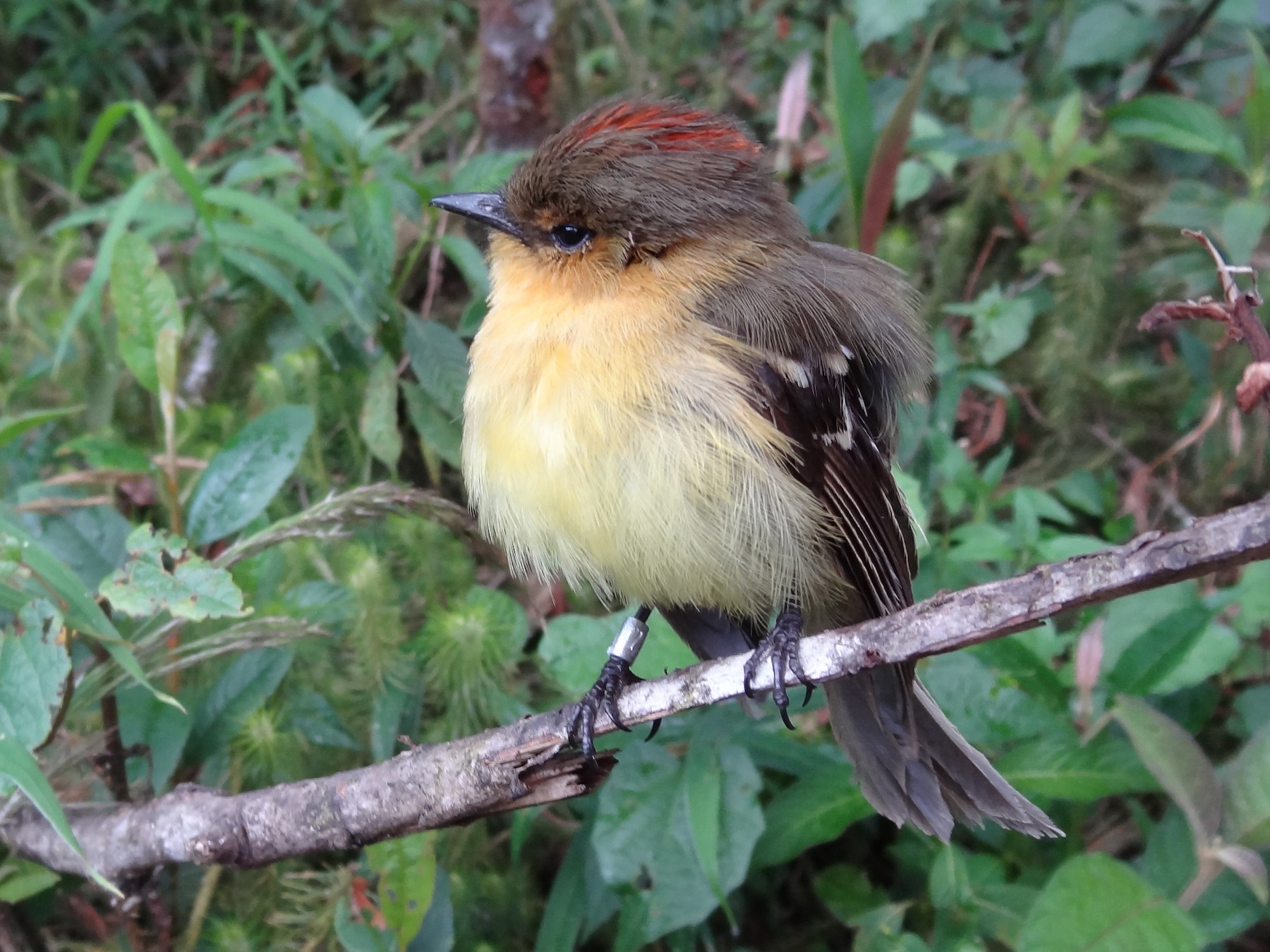 Ochraceous-breasted Flycatcher - eBird