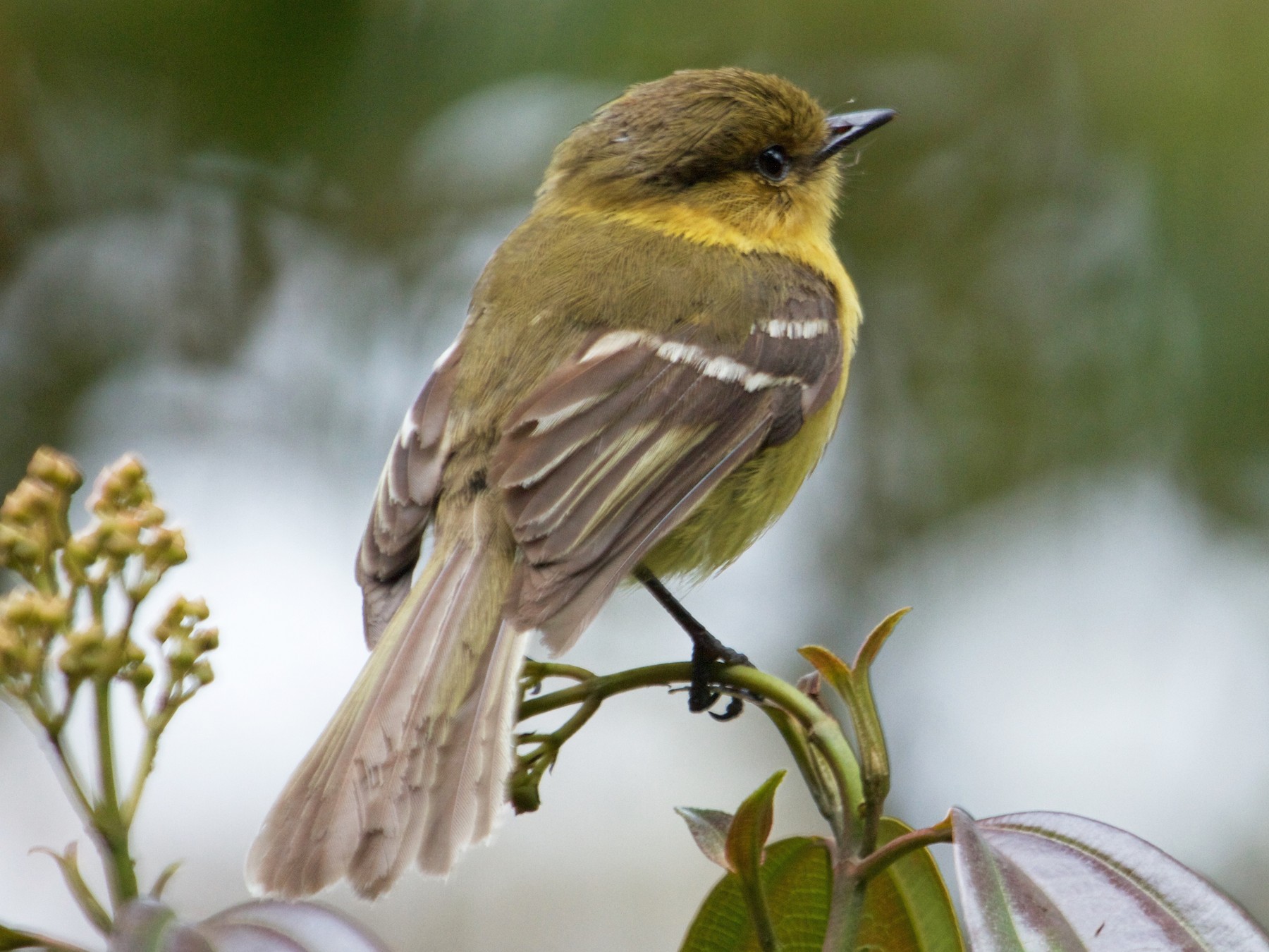 Ochraceous-breasted Flycatcher - eBird