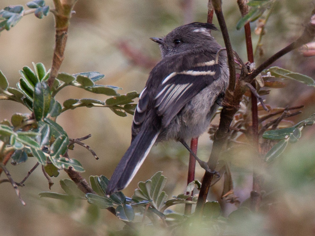 Ash-breasted Tit-Tyrant - eBird