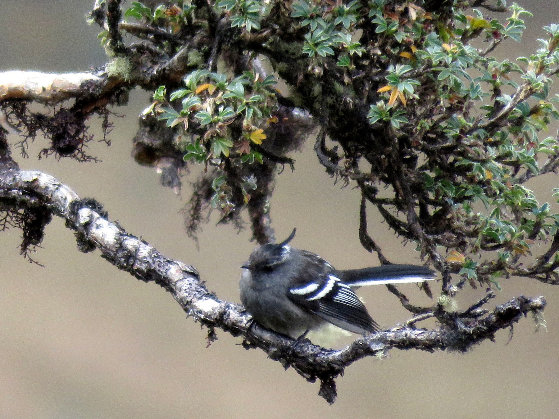 Ash-breasted Tit-Tyrant - eBird