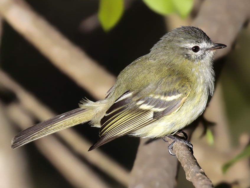 Sclater's Tyrannulet - eBird