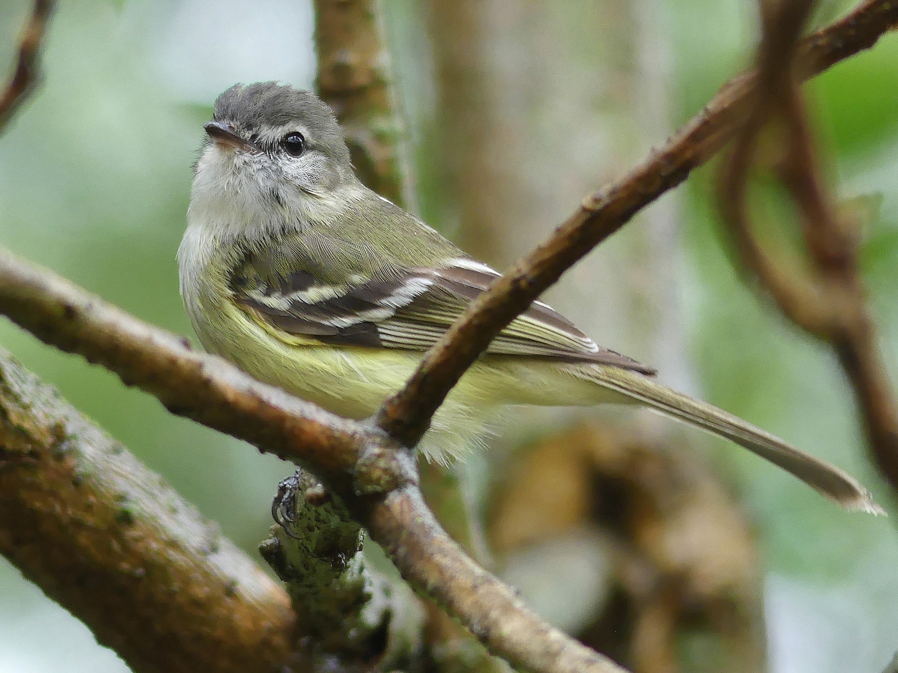 Sclater's Tyrannulet - eBird