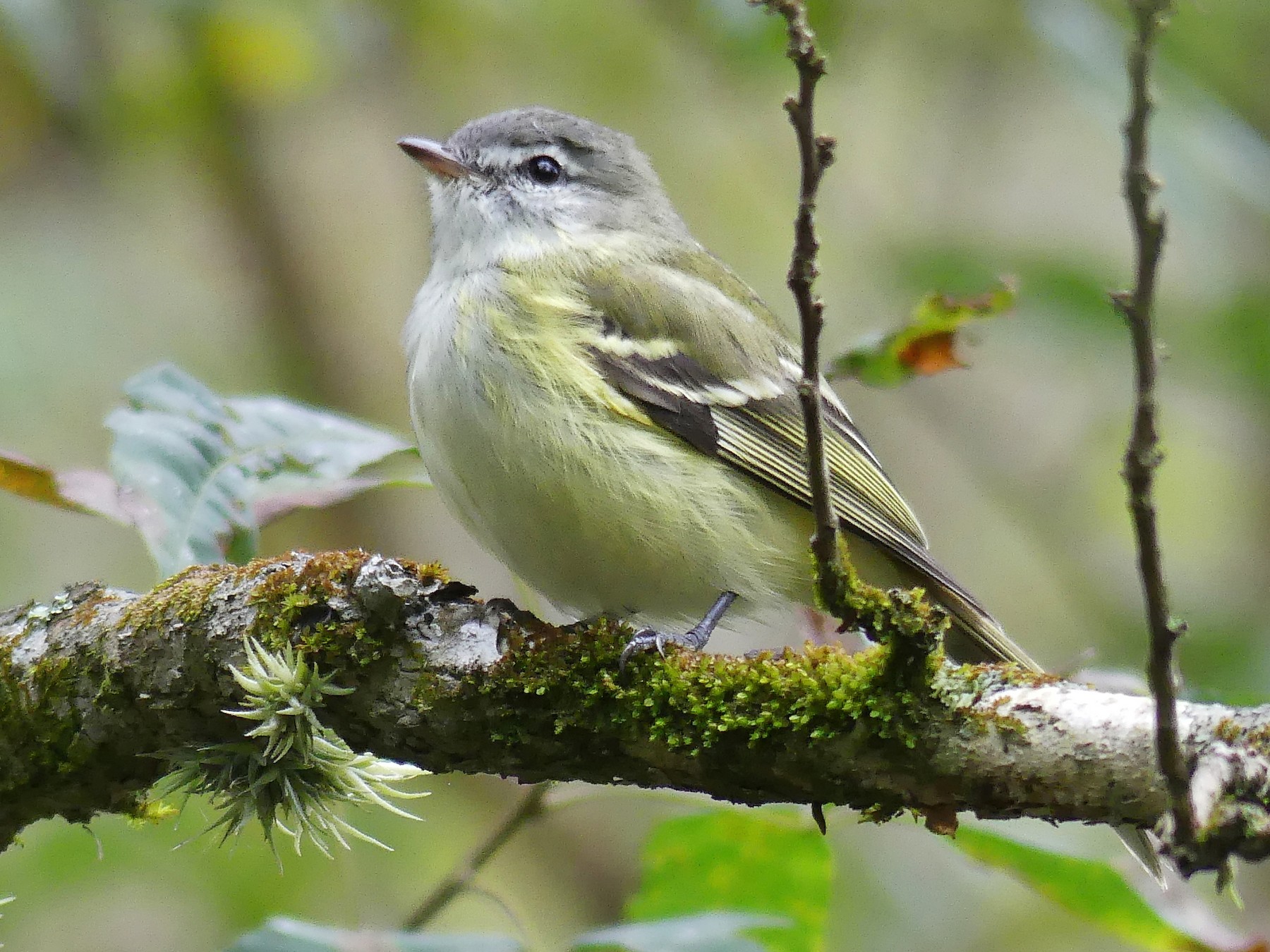 Sclater's Tyrannulet - eBird
