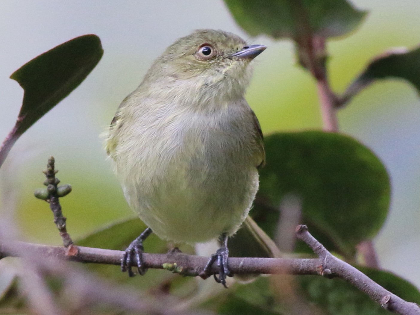 Bolivian Tyrannulet - eBird