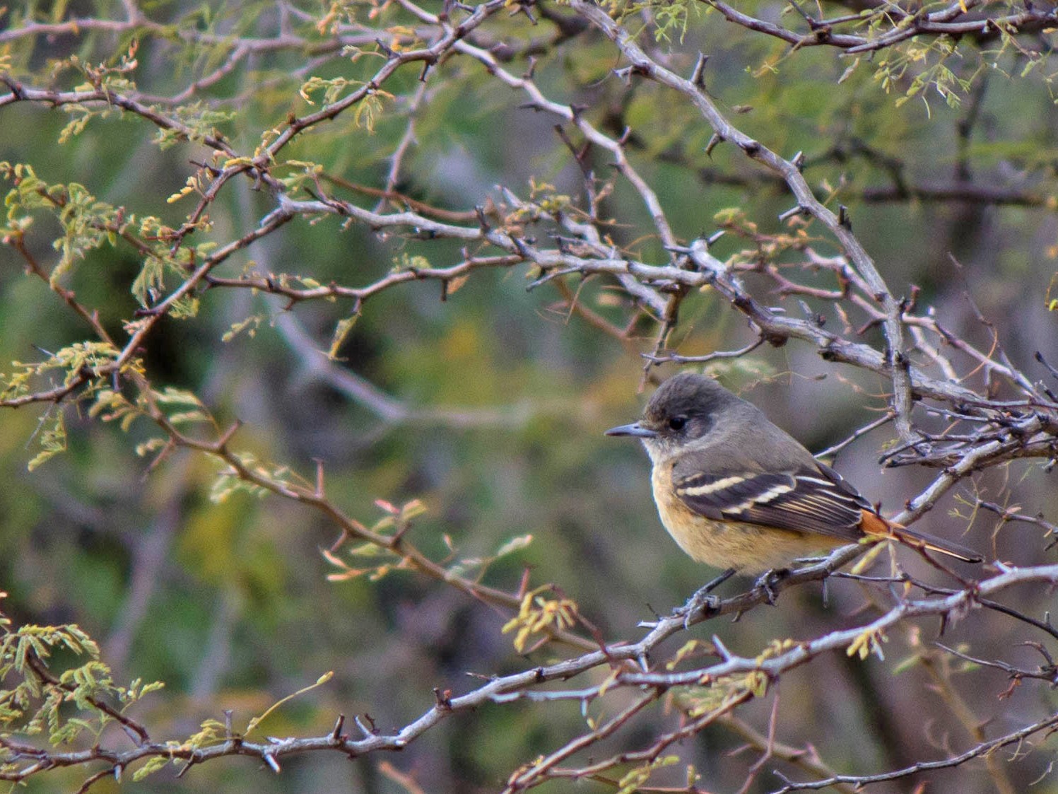 White-winged Black-Tyrant - eBird