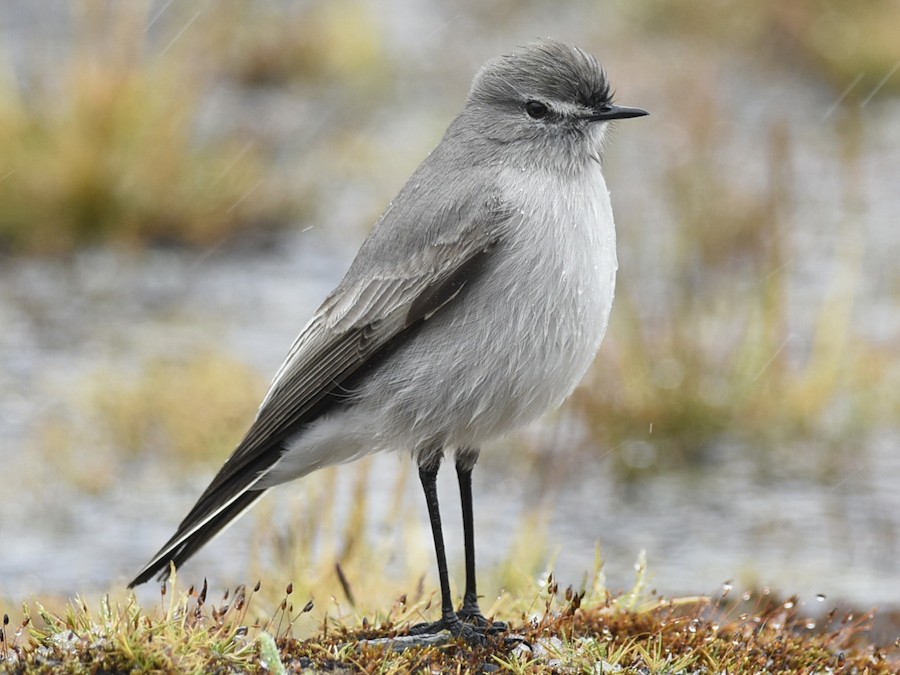 Taczanowski's Ground-Tyrant - eBird