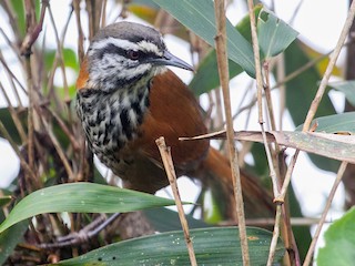 Inca Wren - eBird