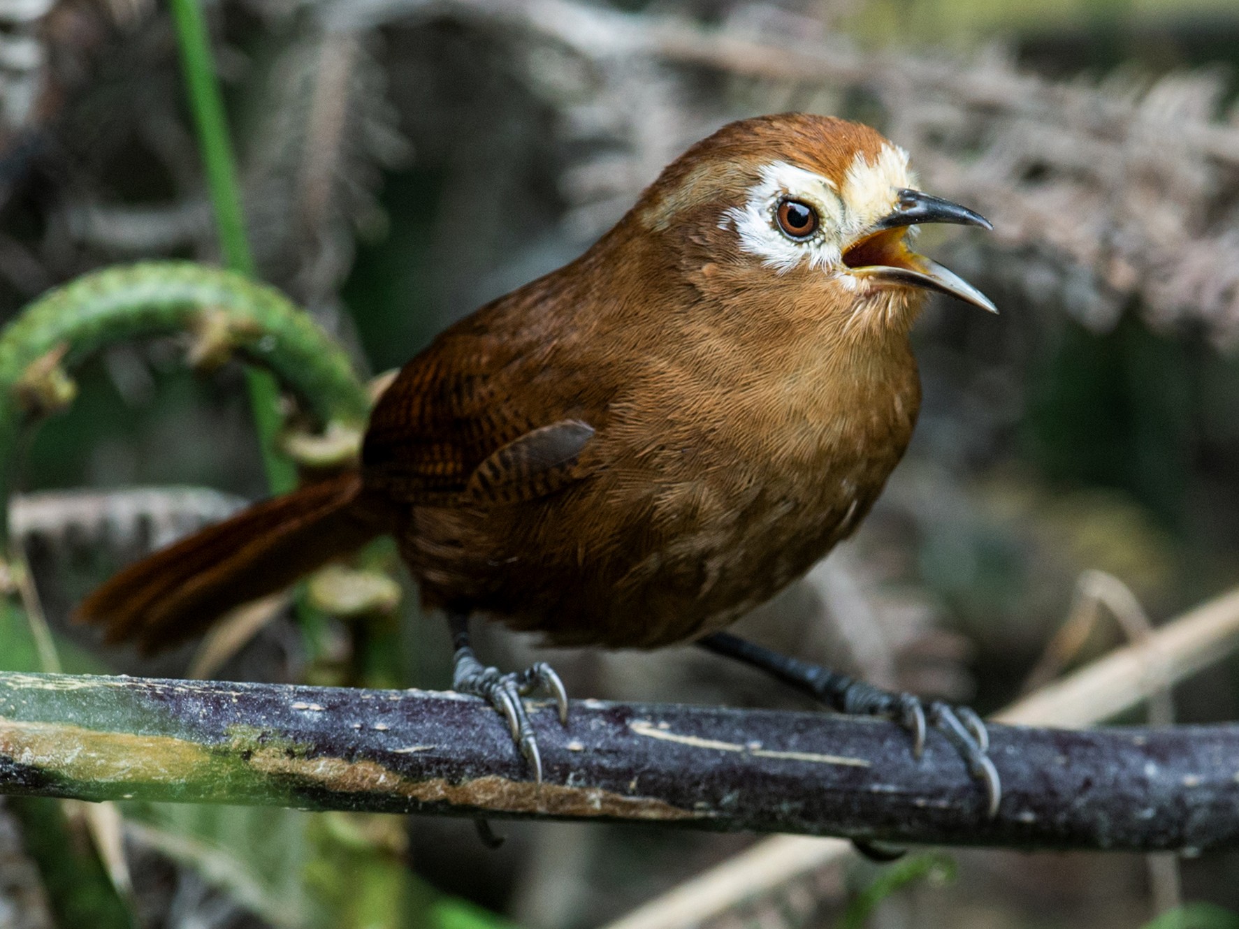 Peruvian Wren - eBird