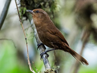 Peruvian Wren - eBird