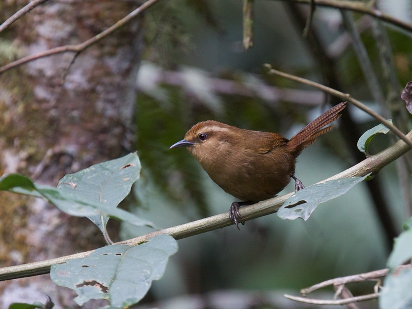 Fulvous Wren - eBird