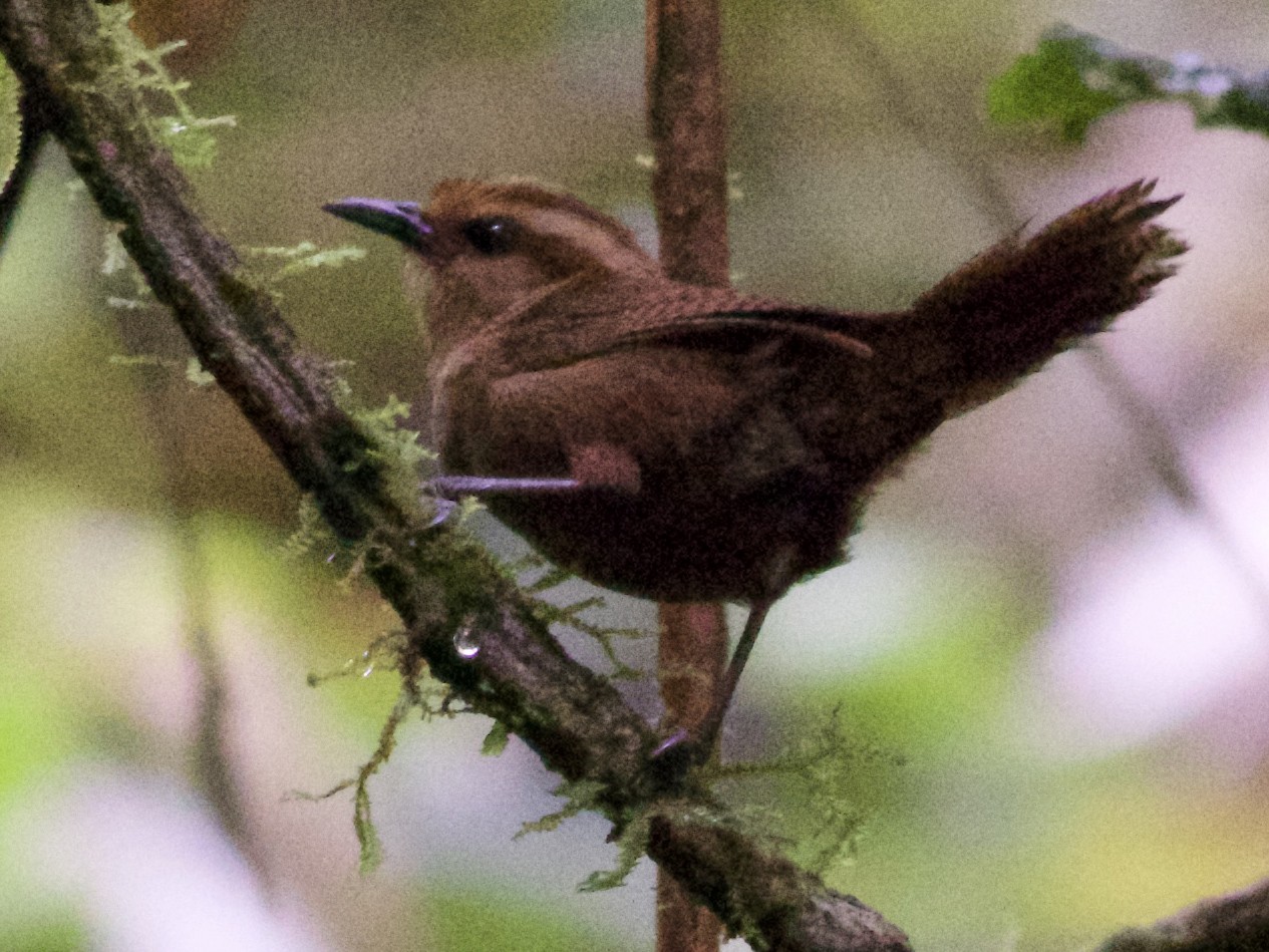 Fulvous Wren - eBird
