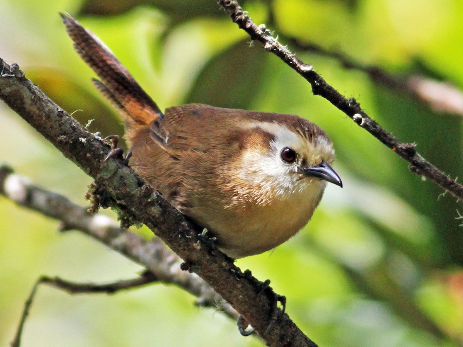 Fulvous Wren - eBird