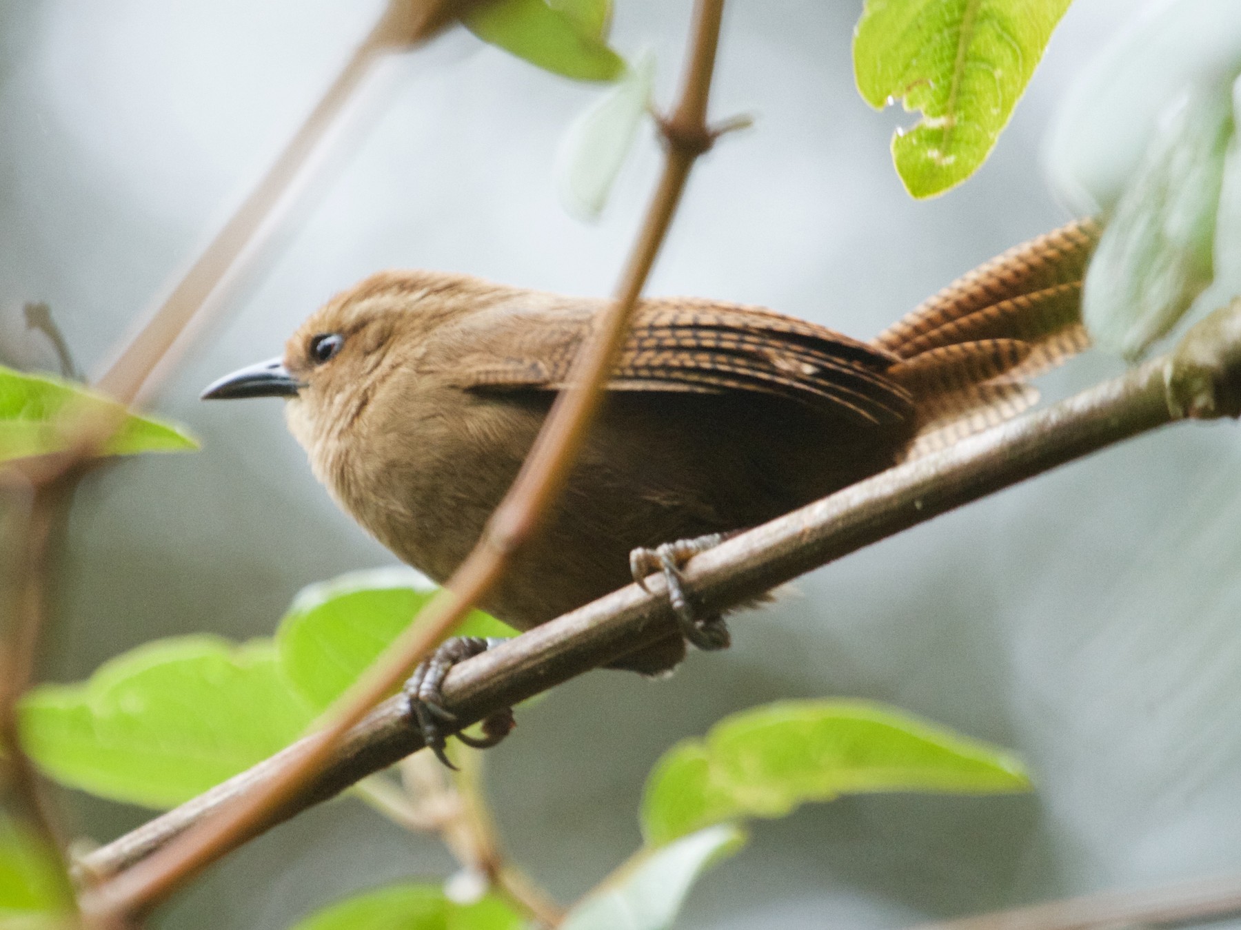 Fulvous Wren - eBird