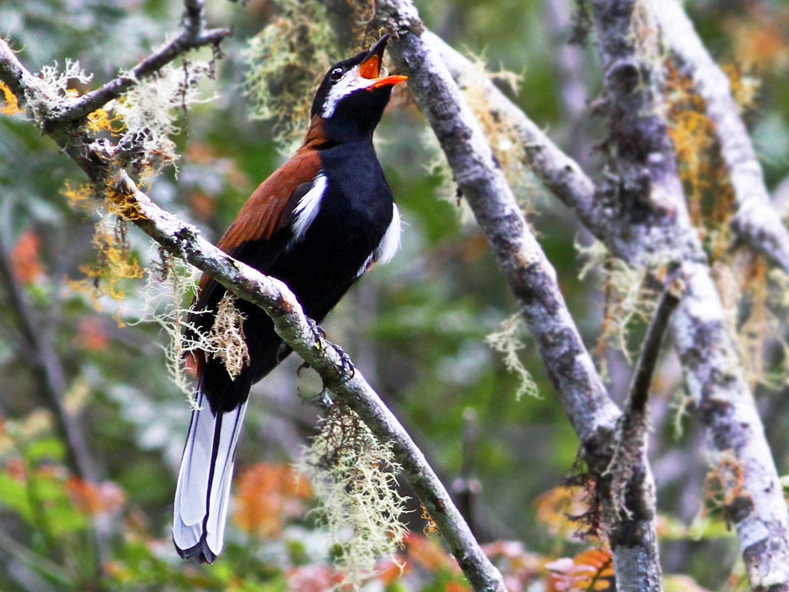 White-eared Solitaire - eBird