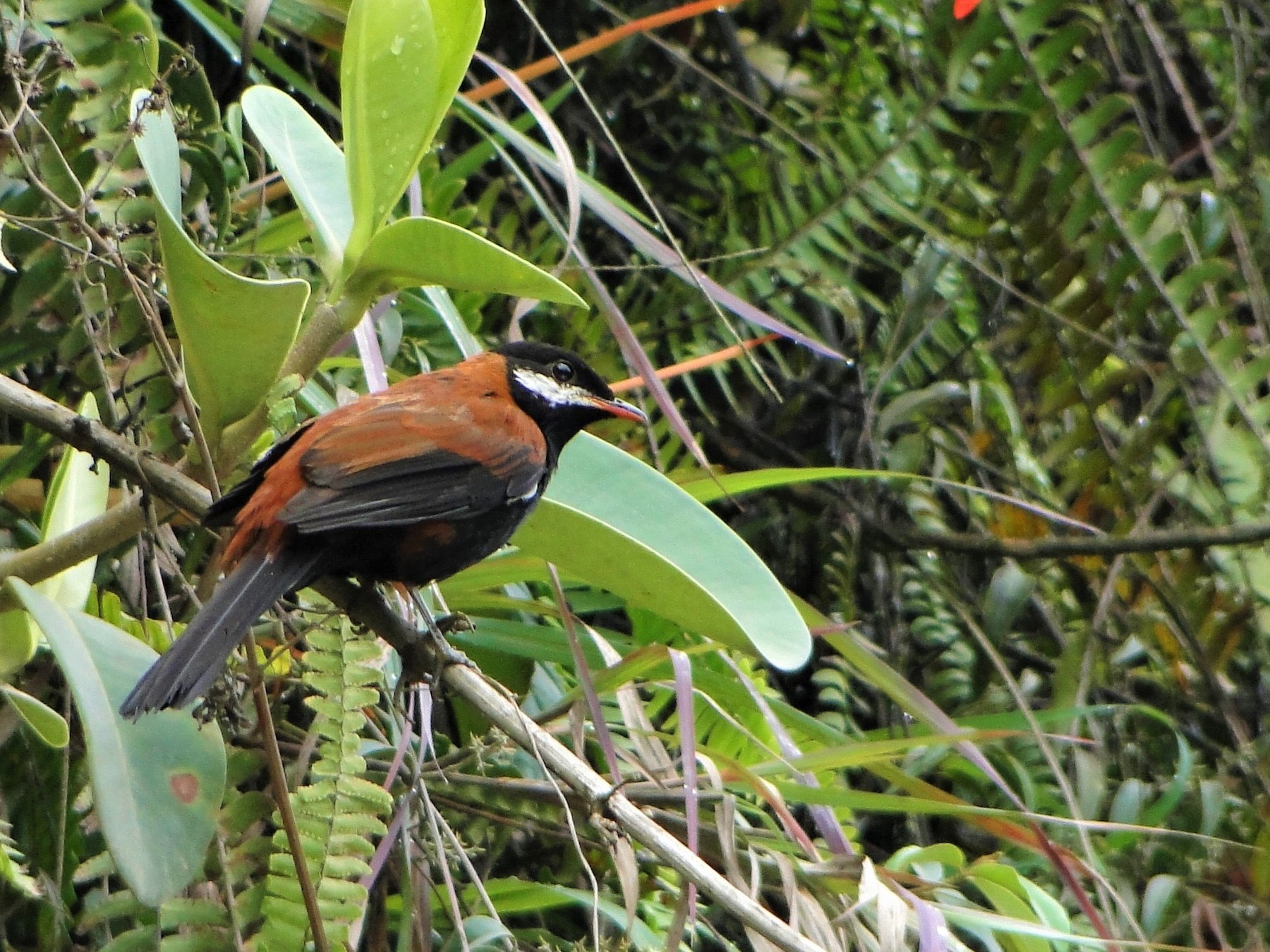 White-eared Solitaire - eBird