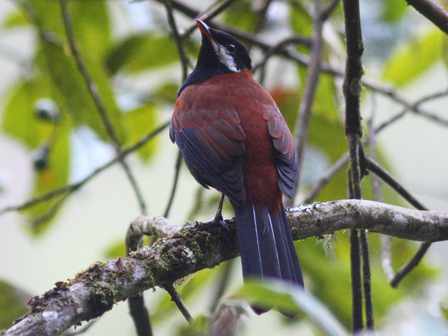White-eared Solitaire - eBird