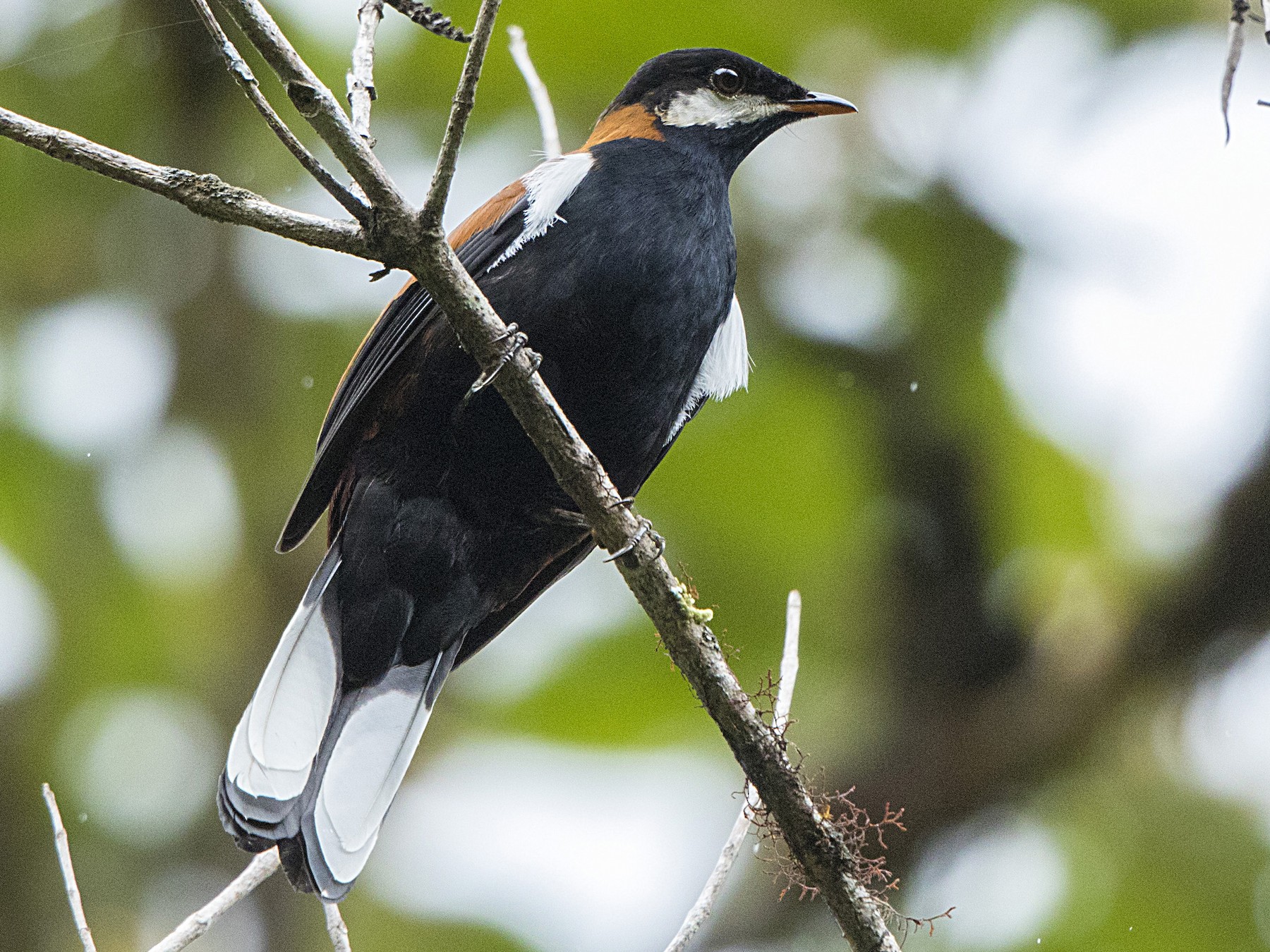 White-eared Solitaire - eBird