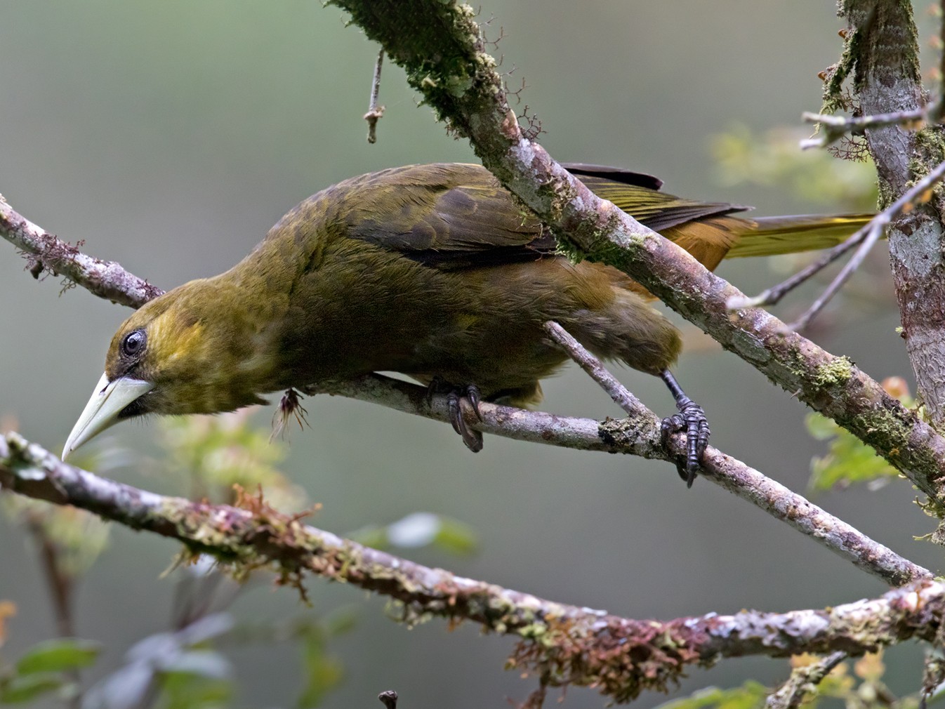 Dusky-green Oropendola - eBird