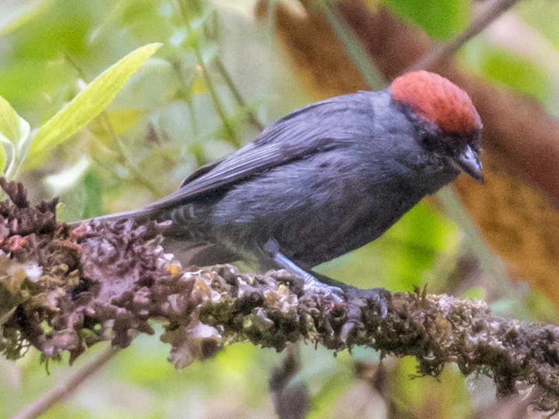 Slaty Tanager - eBird