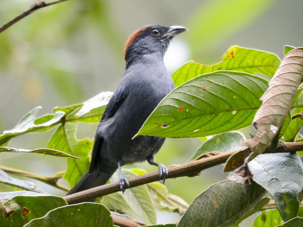 Slaty Tanager - eBird