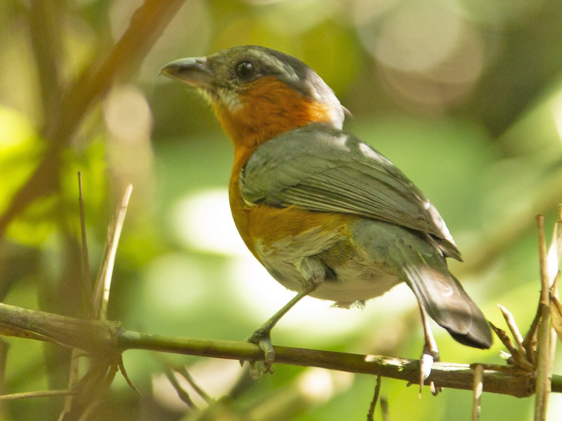 Slaty Tanager - eBird