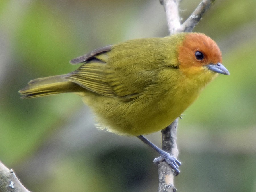 Rust-and-yellow Tanager - eBird