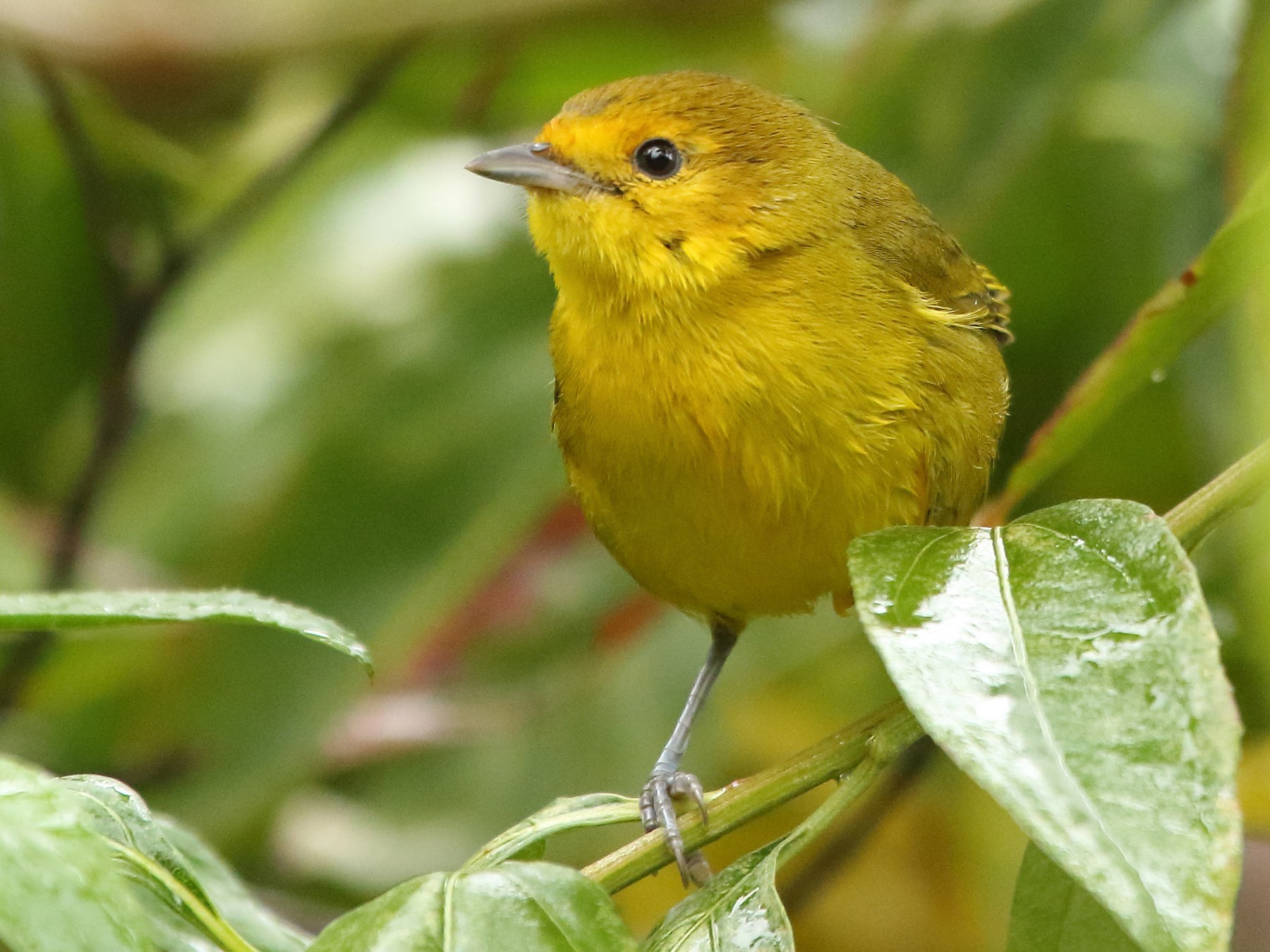 Rust-and-yellow Tanager - eBird