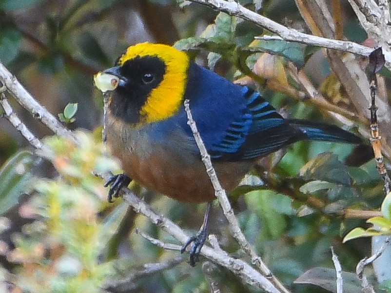 Golden-collared Tanager - eBird