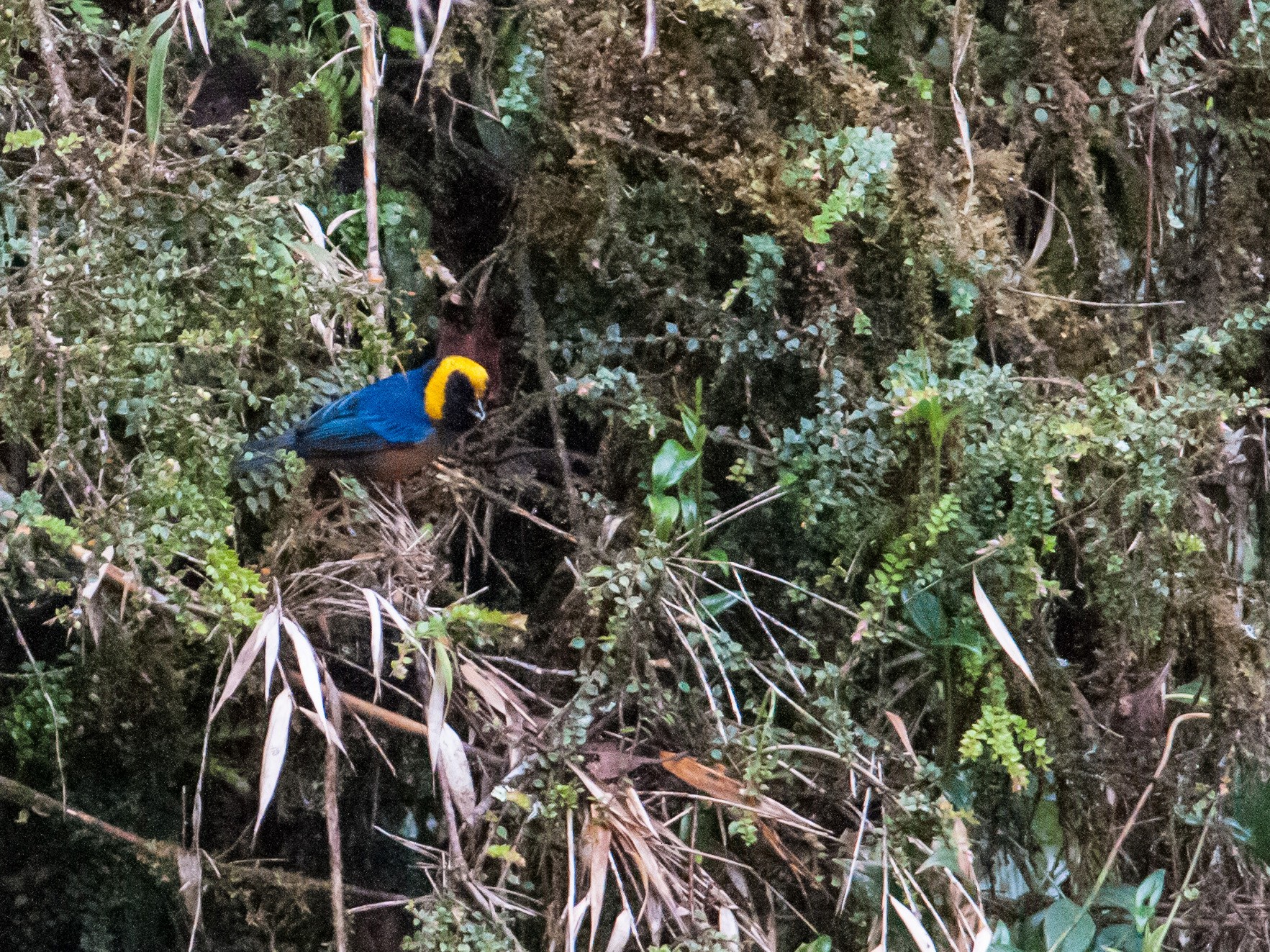 Golden-collared Tanager - eBird
