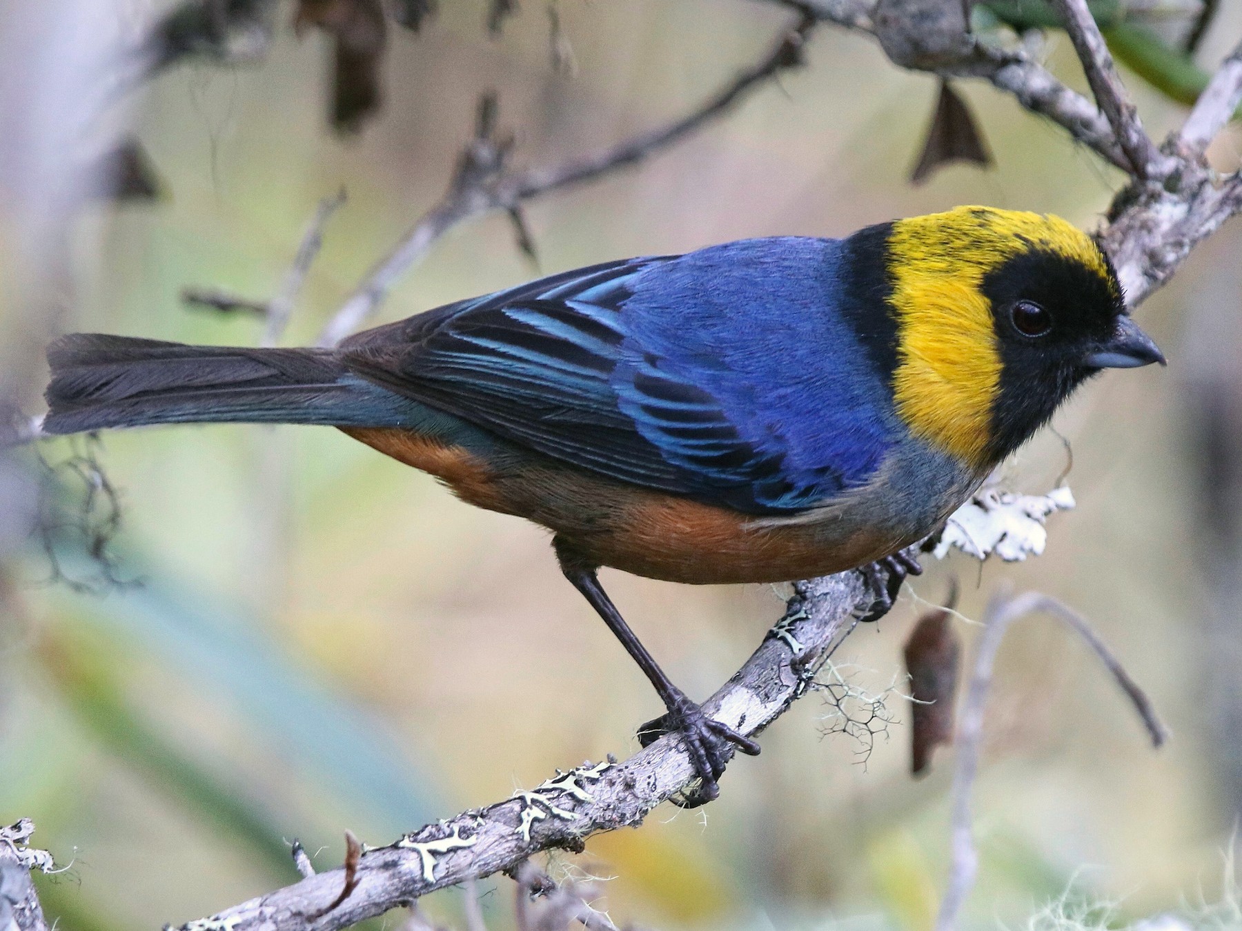 Golden-collared Tanager - eBird