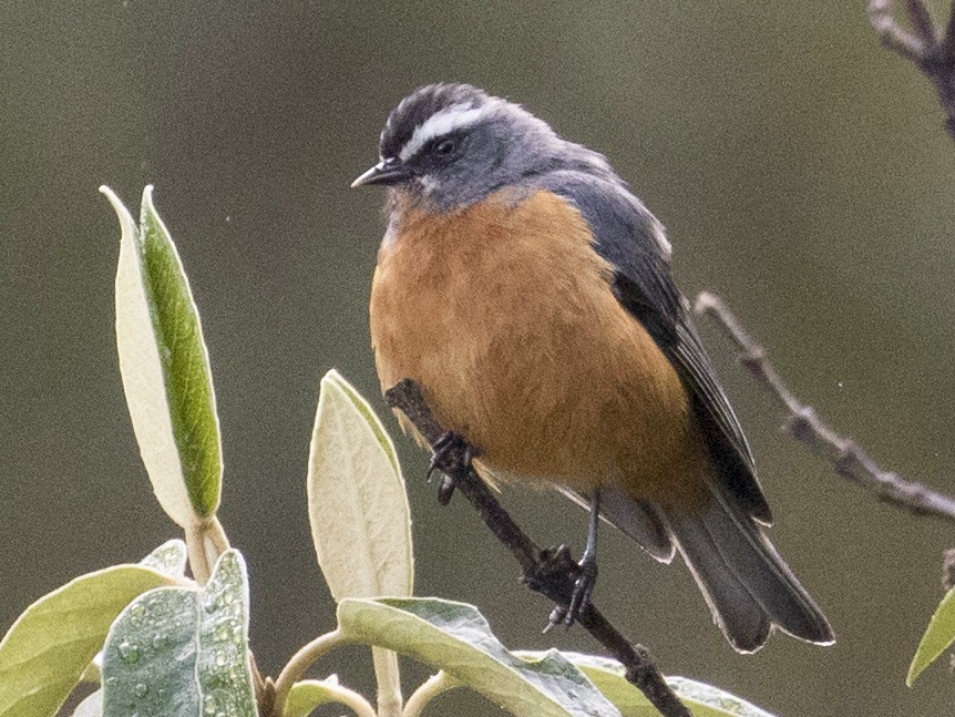 White-browed Conebill - eBird