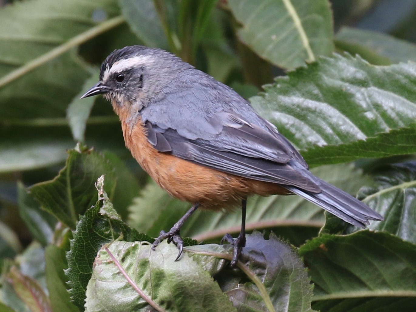 Conirrostro Cejiblanco - eBird
