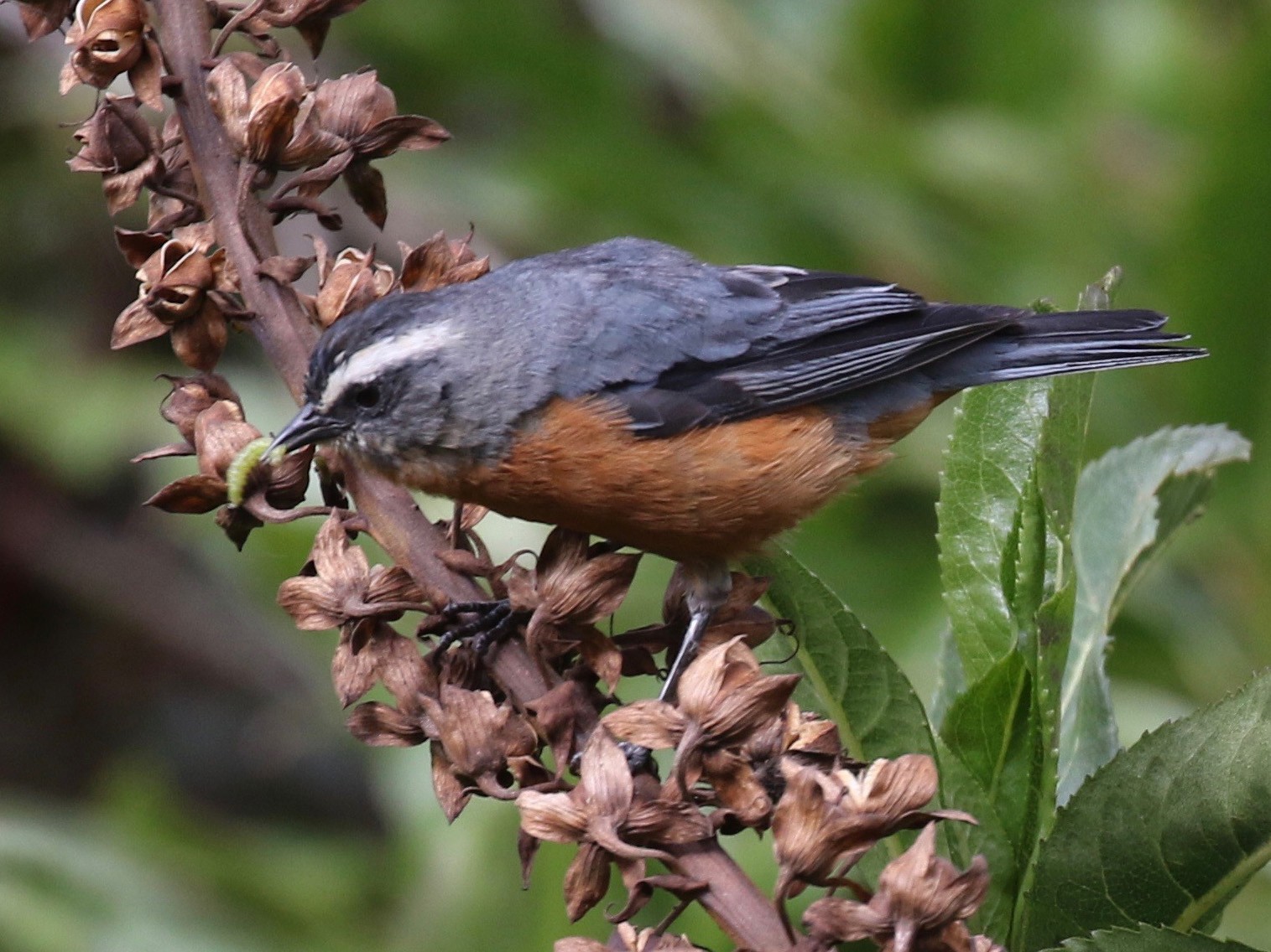White-browed Conebill - eBird