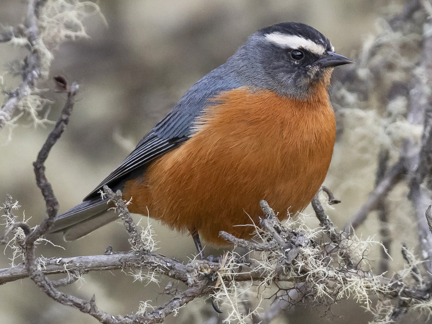 Conirrostro Cejiblanco - eBird