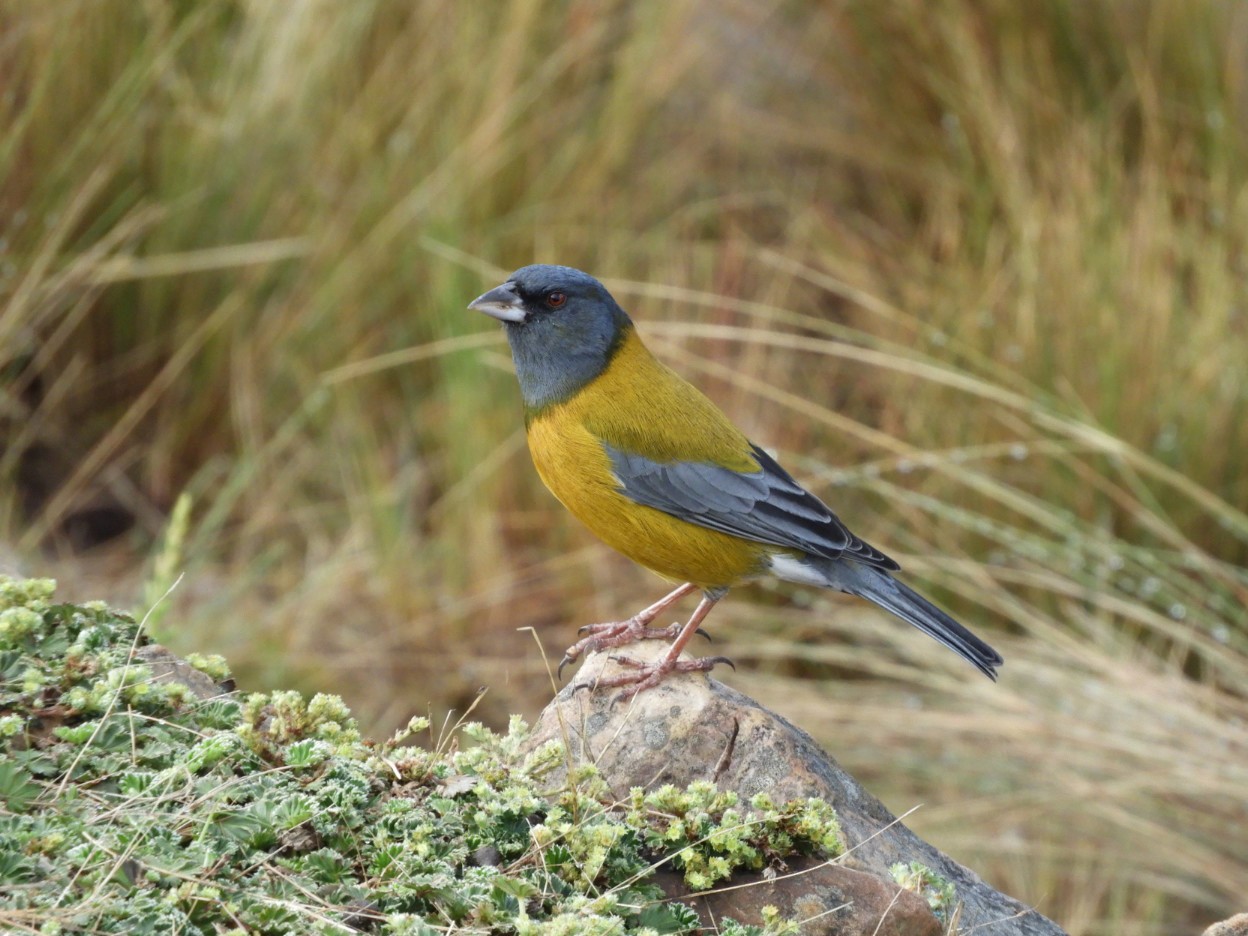 Peruvian Sierra Finch - eBird