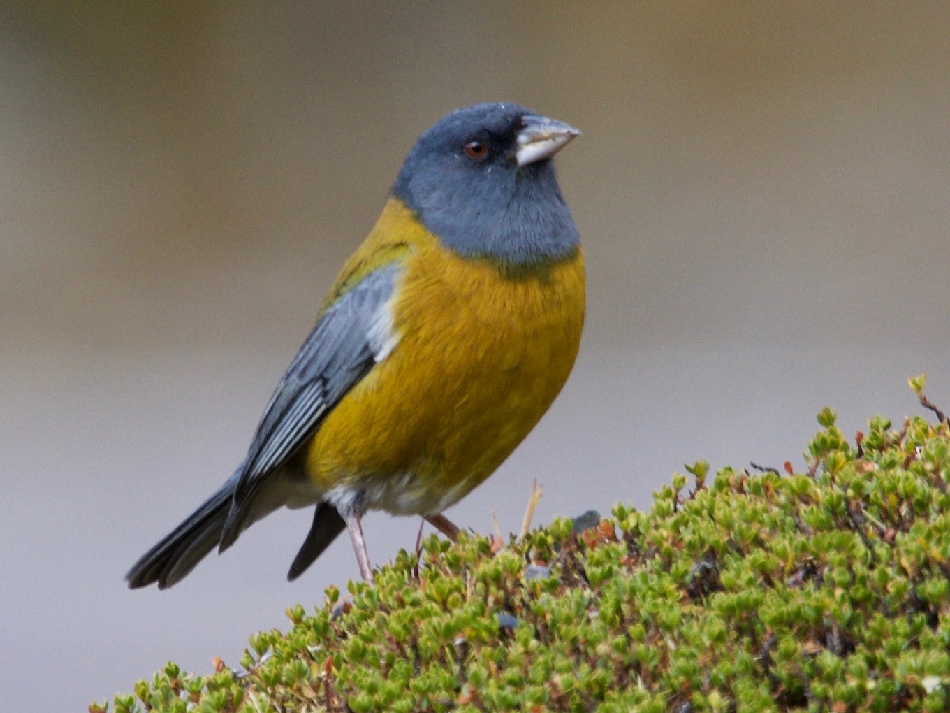 Peruvian Sierra Finch - eBird