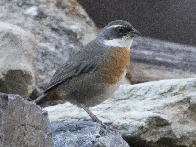 Photos - Chestnut-breasted Mountain Finch - Poospizopsis caesar - Birds ...
