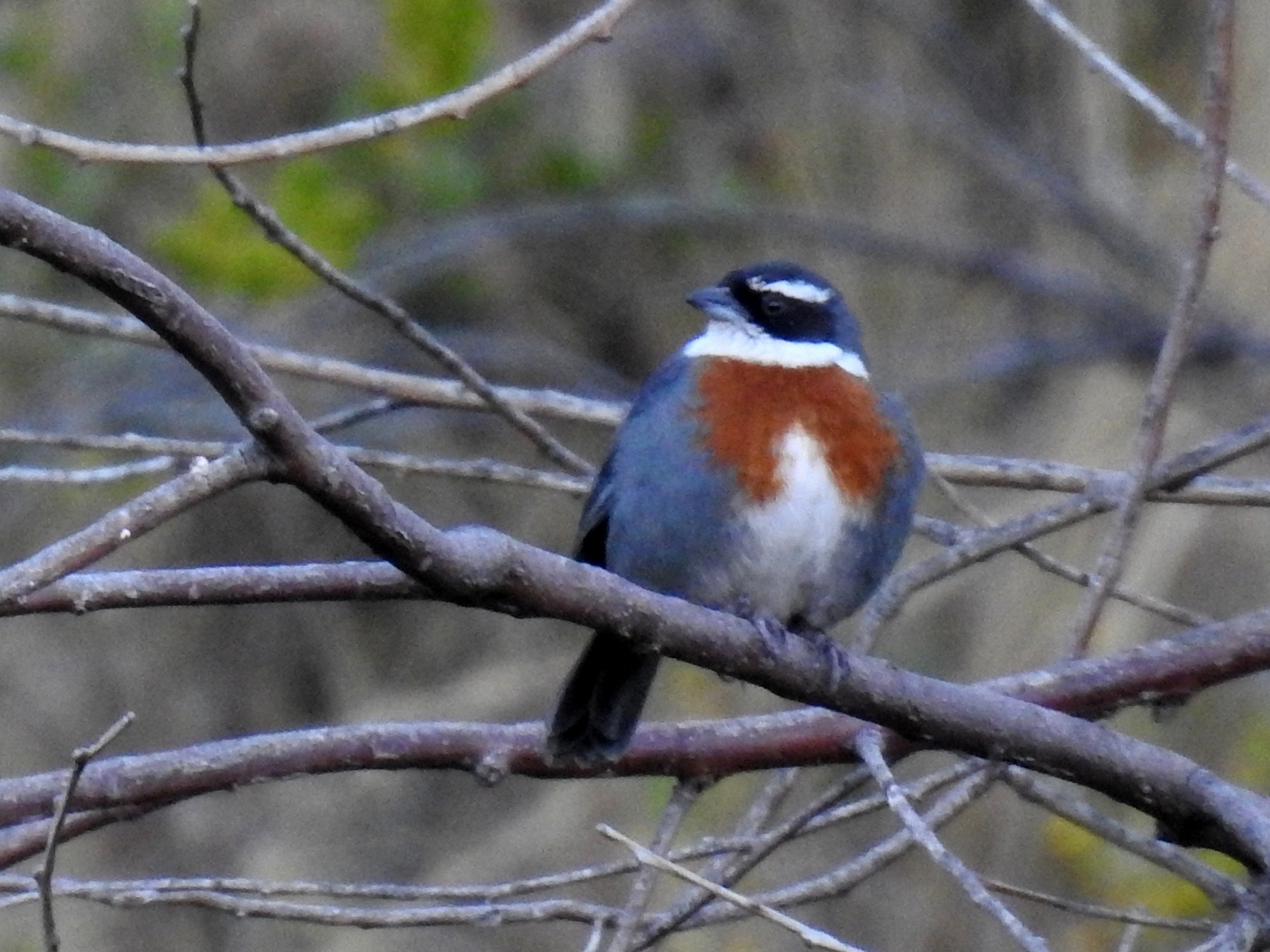 Chestnut-breasted Mountain Finch - eBird