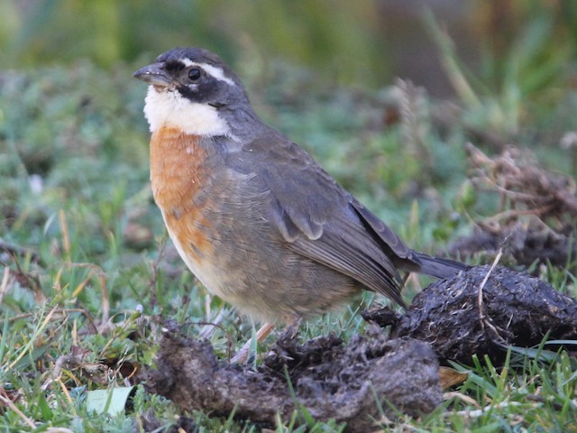 Photos - Chestnut-breasted Mountain Finch - Poospizopsis caesar - Birds ...
