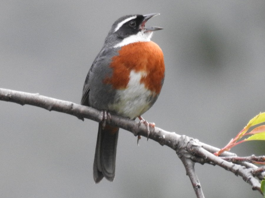 Chestnut-breasted Mountain Finch - eBird