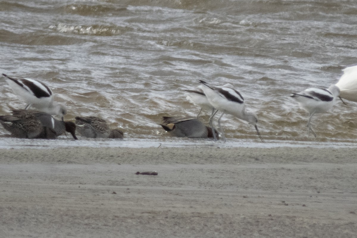 eBird Checklist - 21 Feb 2020 - Pea Island NWR--Salt Flats Wildlife ...