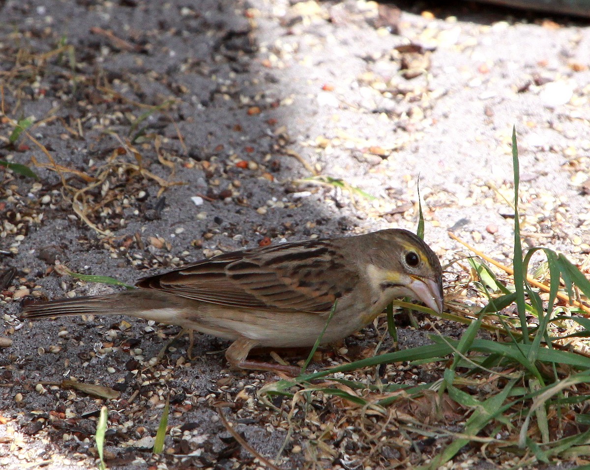 eBird Checklist - 3 Mar 2011 - Okeeheelee Park - 3 species