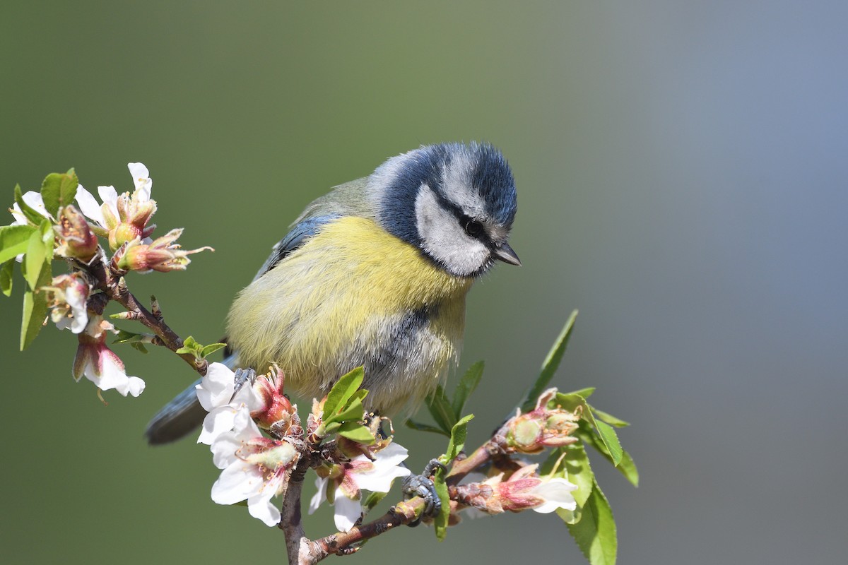 eBird Checklist - 25 Feb 2020 - Ronda (Los Prados) - 20 species