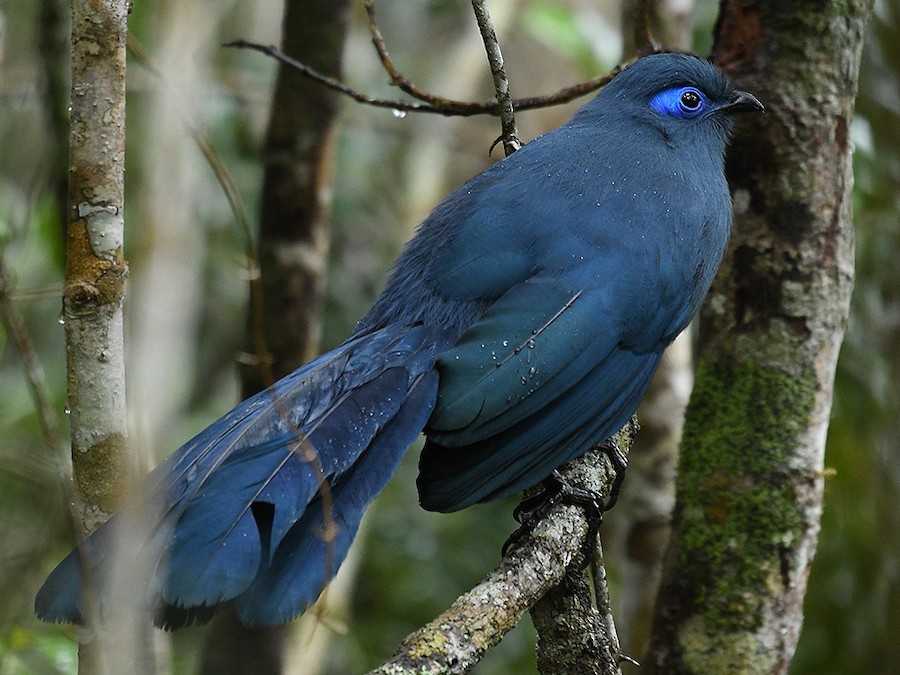Blue Coua - eBird