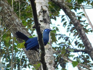 Blue Coua - eBird