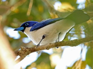Madagascar Blue Vanga - eBird