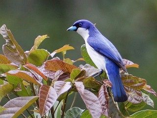 Madagascar Blue Vanga - eBird
