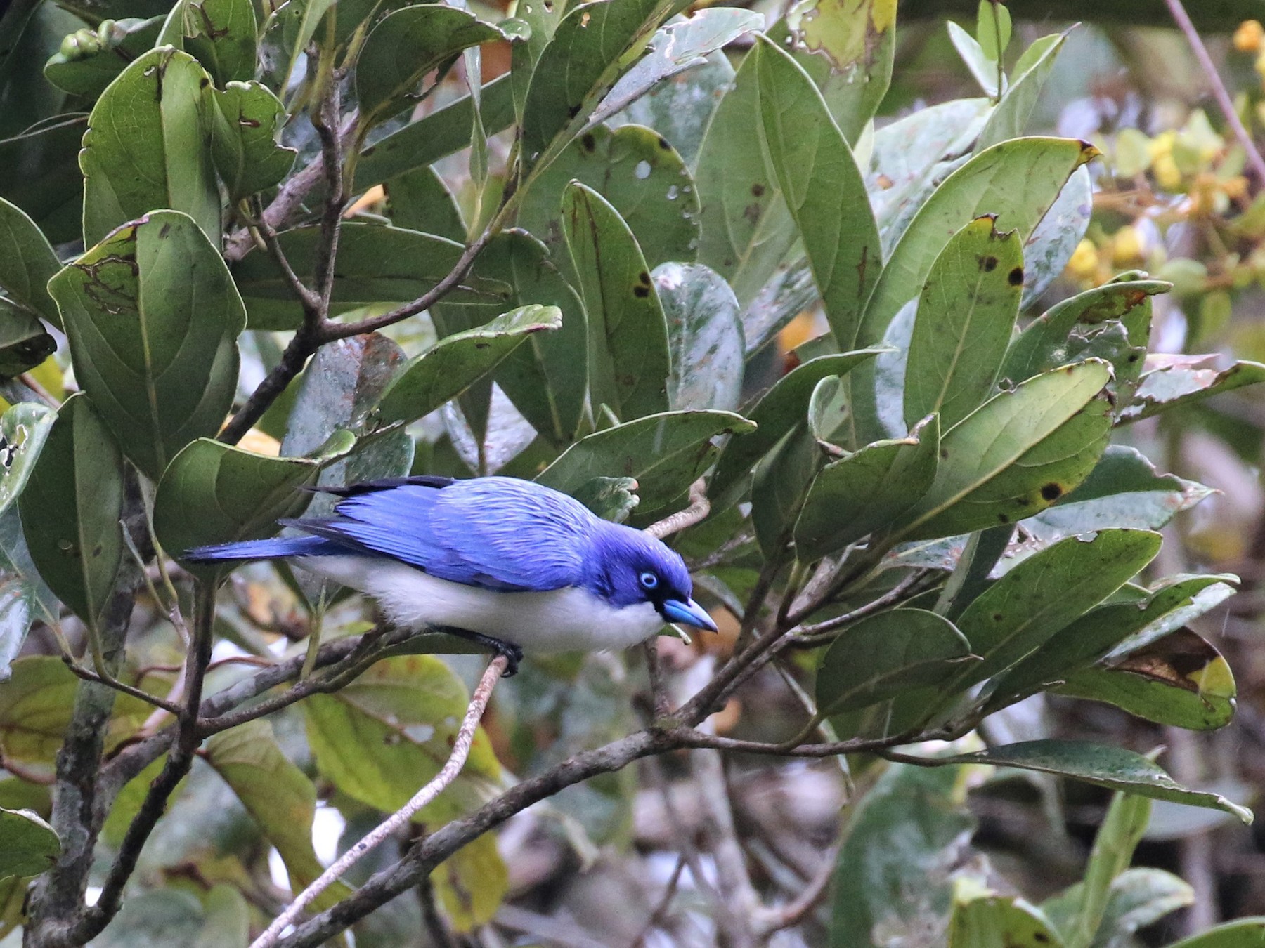 Madagascar Blue Vanga - eBird
