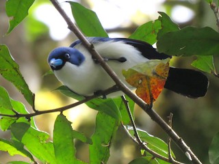 Madagascar Blue Vanga - eBird