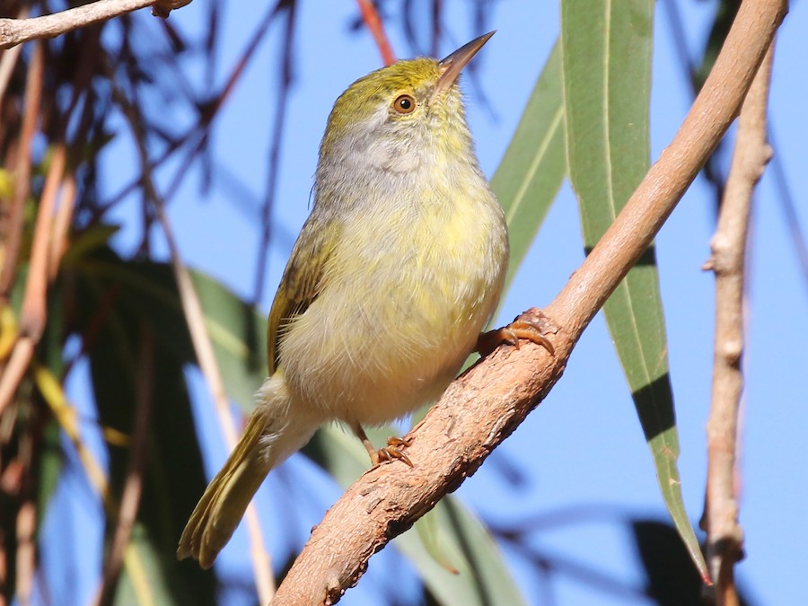 Jiji Común - eBird